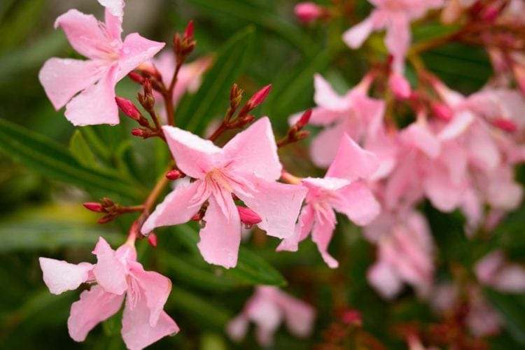 Are oleander plants very poisonous? - Lilyvolt